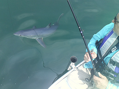 Best Shark Fishing Rigs + Baits 2019 | Gudie By Captain Cody