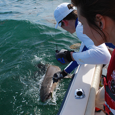 Best Shark Fishing Rigs + Baits 2019 | Gudie By Captain Cody