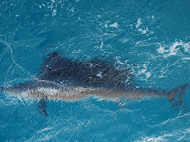 2019's Best Sailfish Lures & How to Catch Sailfish | by Captain Cody