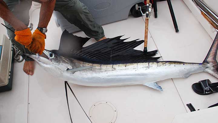 9 Best Sailfish Lures + How to Catch Sailfish | Captain Cody